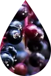 Raspberry, Elderberry, & Hibiscus Natural Infusion Drop – Sipgood